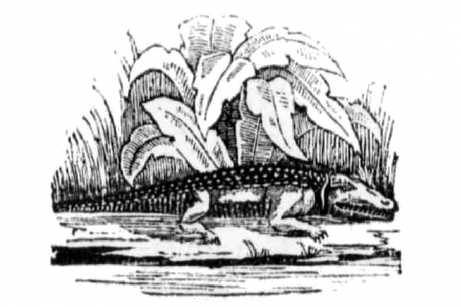Suometar 1852 - Krokotiili | Uusi Suomi Puheenvuoro